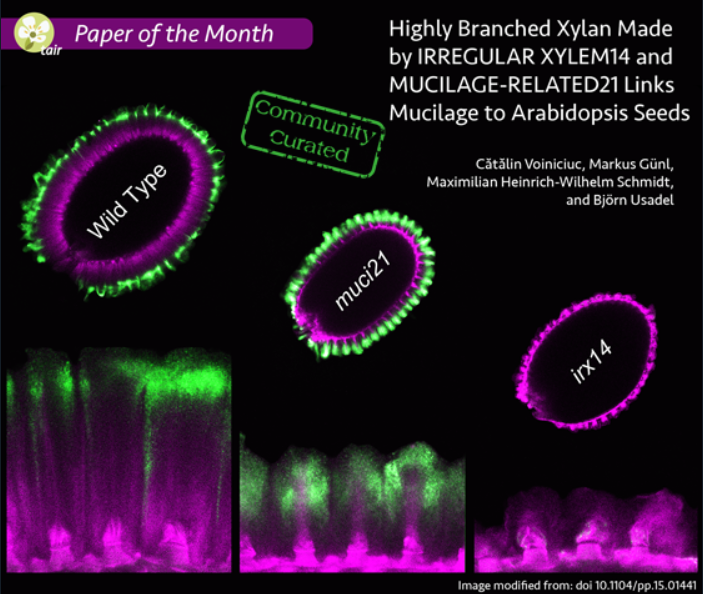 Publications - Voiniciuc Lab