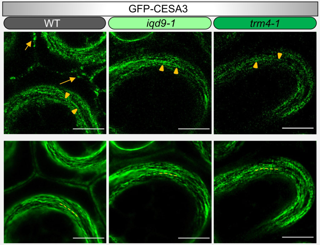 New MAP for cellulose biosynthesis - Voiniciuc Lab