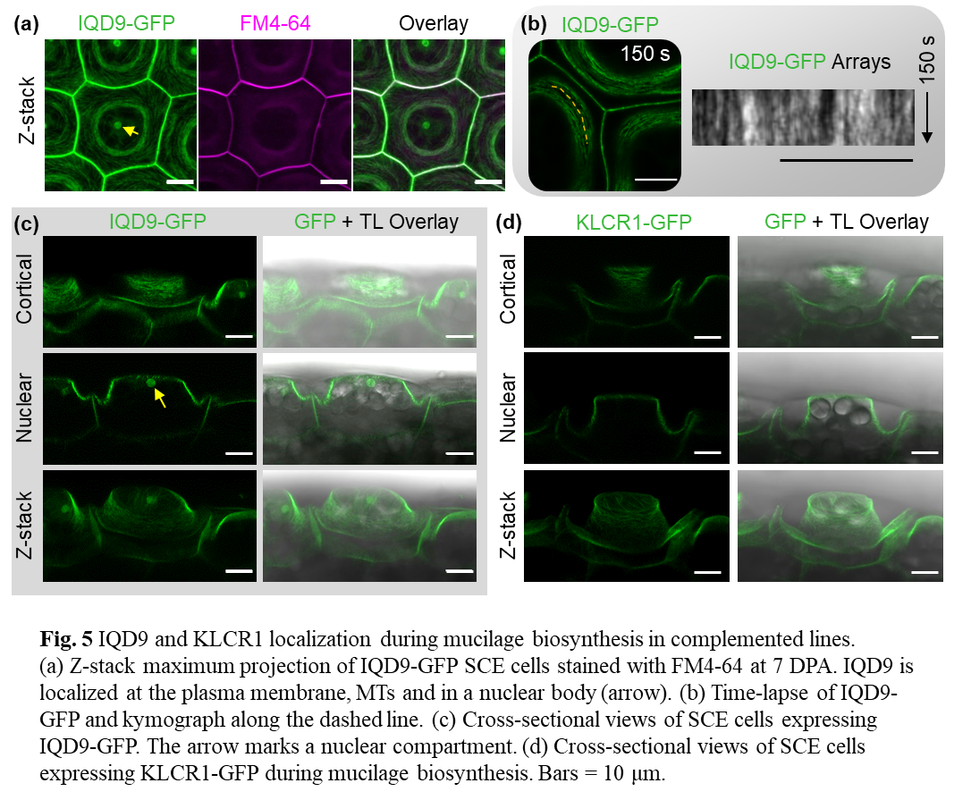 New MAP for cellulose biosynthesis - Voiniciuc Lab
